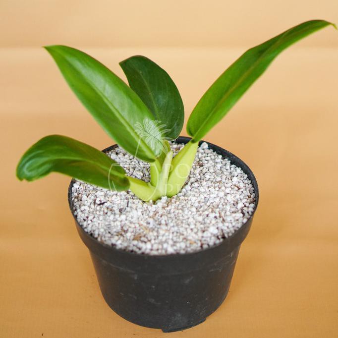 Jual Philo Katak - Philo Eceng - Tanaman Hias / House Plant / Indoor ...