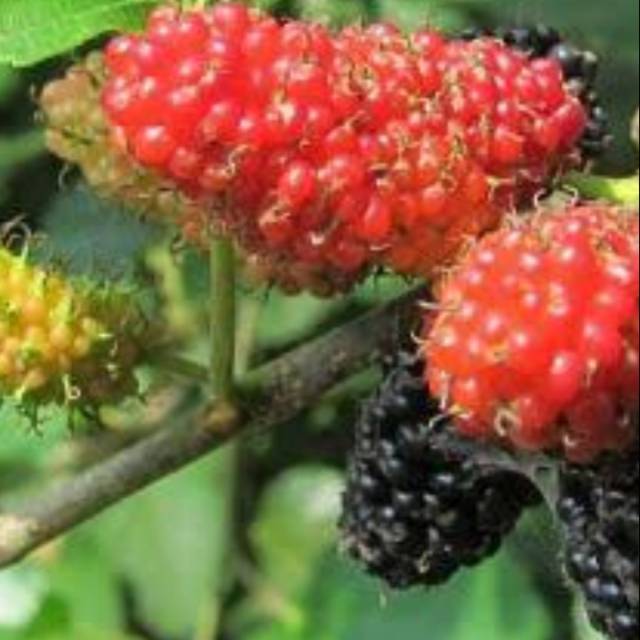 Jual Cutting batang murbei/mulberry 5 batang jumbo manis | Shopee Indonesia