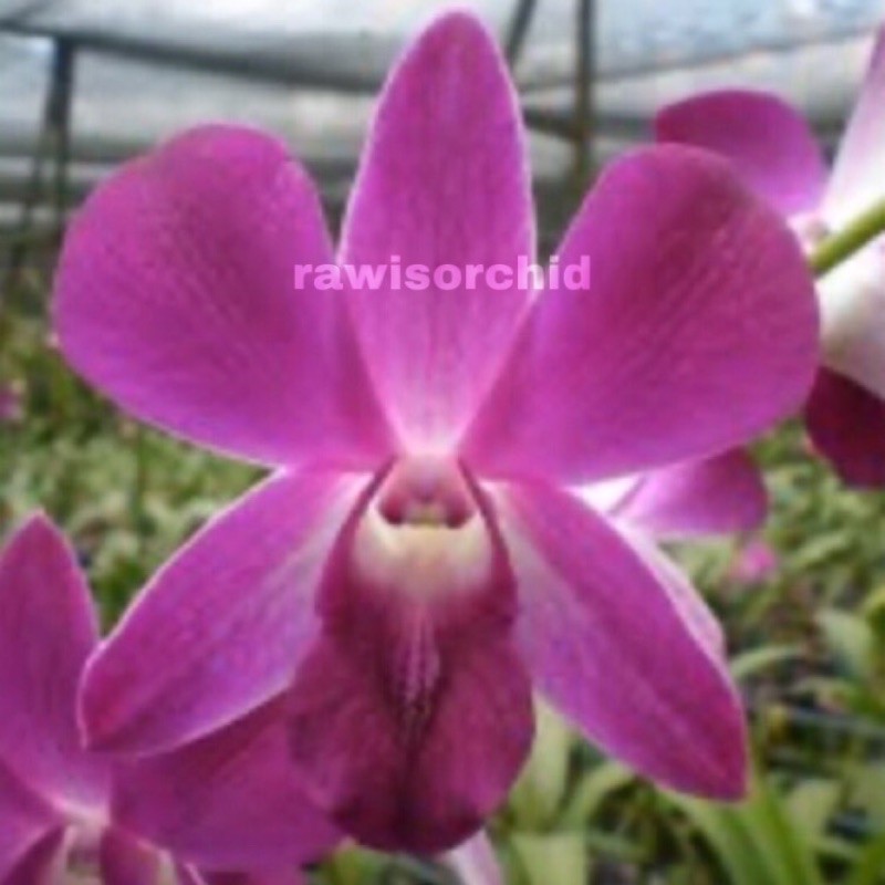 Jual Anggrek Dendrobium Red bull | Shopee Indonesia