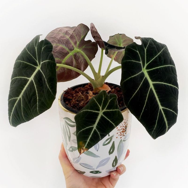 Jual Bunga ALOCASIA BLACK VELVET - Tanaman Hias Hidup Alokasia Black ...