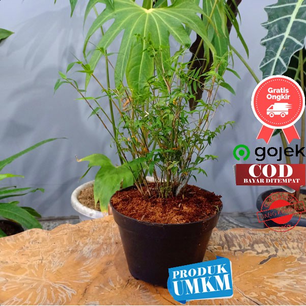 Jual Tanaman hias indoor Bambu mini micro super - sasa pygmaea bamboo ...