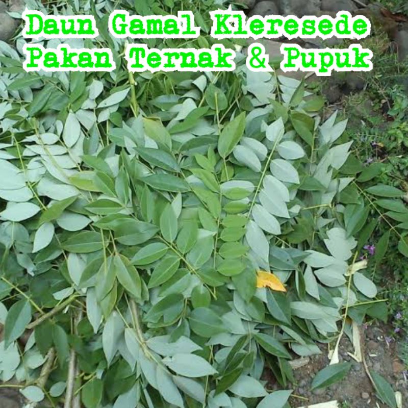 Jual Daun Gamal Kleresede Segar Daun Herbal Pakan Ternak & Bahan Pupuk ...