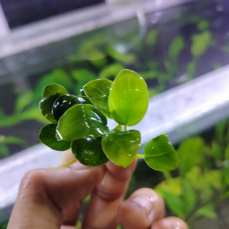 Jual anubias panda oon full daun air tanaman hias aquascape aquarium ...