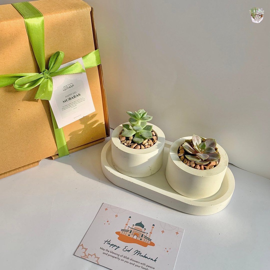 Jual Paket 3pcs Tanaman Hias Sukulen Kaktus + Batu Hias + Media Tanam ...