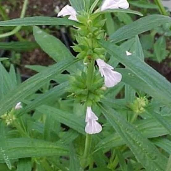 Jual Bibit pohon paci paci tanaman herbal | Shopee Indonesia