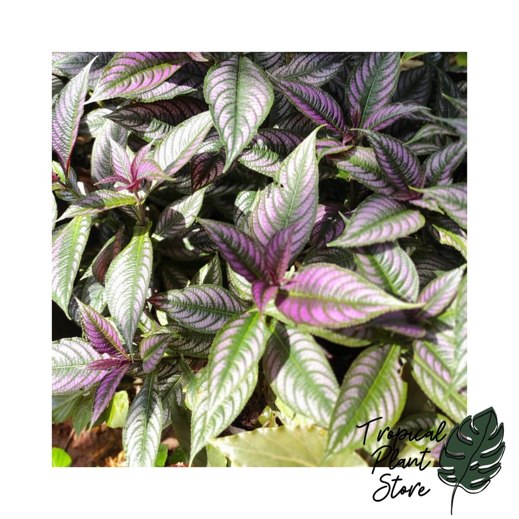 Jual Keji Beling Ungu ( Daun Rimbun ) | Shopee Indonesia