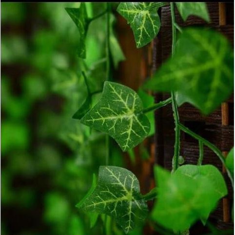 Jual DAUN RAMBAT 1 m | Shopee Indonesia