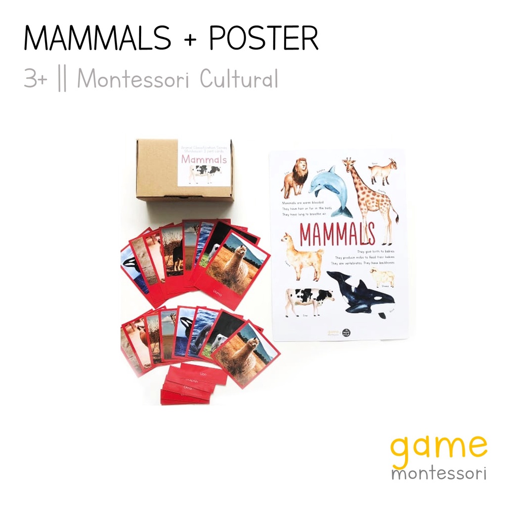 Jual Game Montessori Animal Classification Canvas Series Mollusks ...