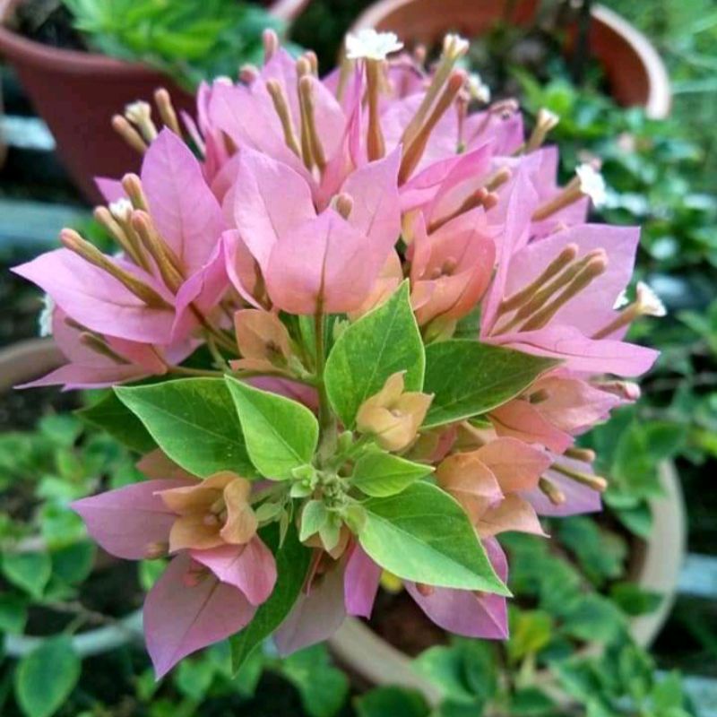 Jual Bibit Tanaman Hias Hidup Bunga Bougenville Mikro Singapore Soft ...