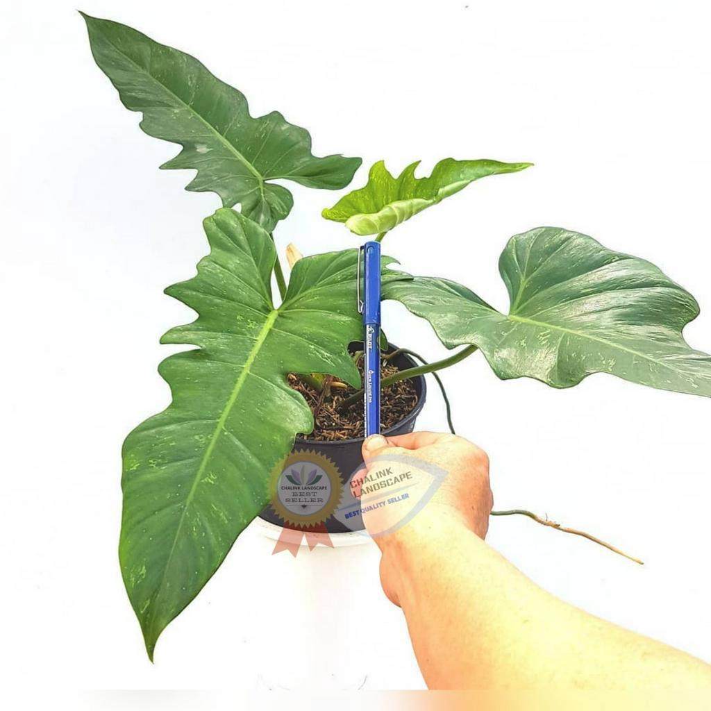 Jual philodendron golden dragon / philodendron limefiddle / Tanaman ...