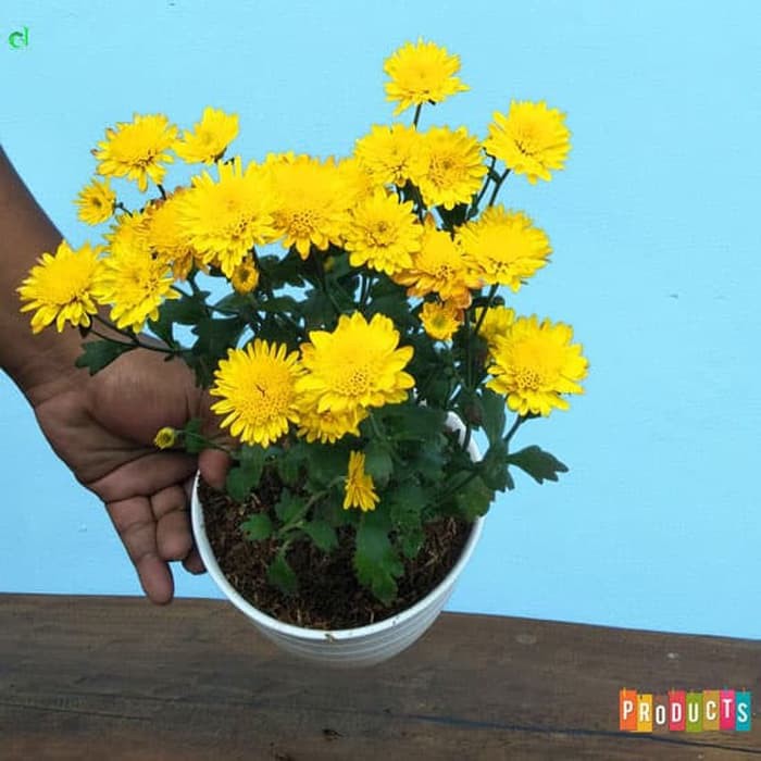 Jual Tanaman hias Krisan aster bunga kuning Isi 4 batang | Shopee Indonesia