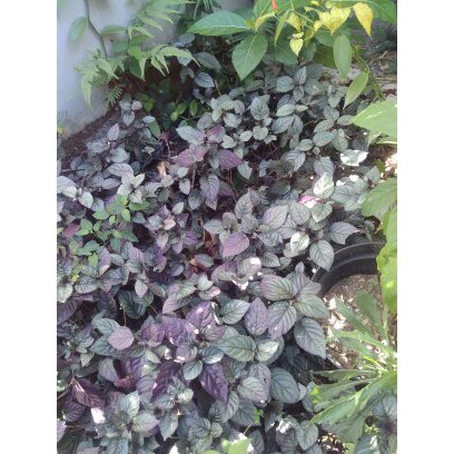 Jual SAMBANG GETIH ~DAUN SAMBANG DARAH ~ HEMIGRAPHIS COLORATA HALL,f ...