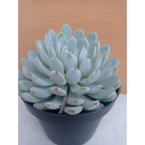 Jual sculen/tanaman hias/ukuran besar | Shopee Indonesia