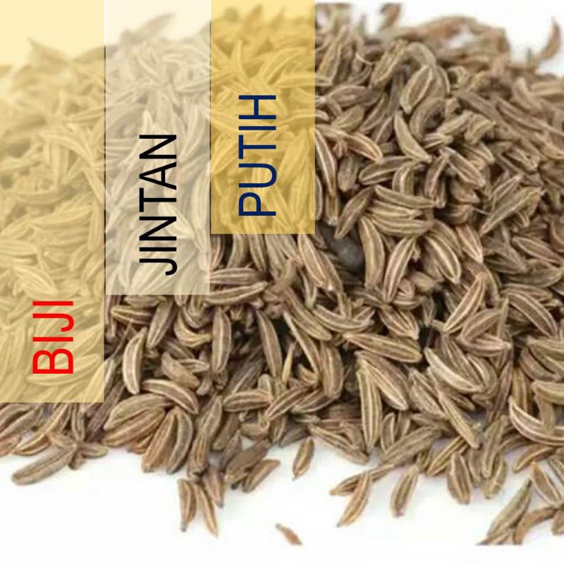 Jual Jintan Putih / Jinten India / Cumin Seed (1.000 gram) | Shopee ...