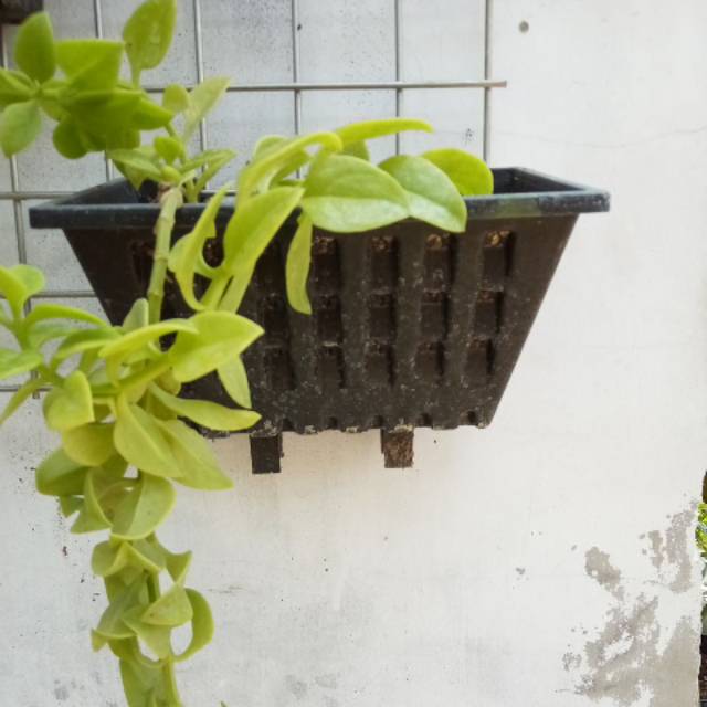 Jual Pot argo 01 hitam | Shopee Indonesia