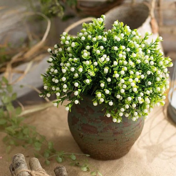 Jual Bunga Berry MINI - Tanaman Bunga Plastik Hiasan Dekorasi Souvenir ...