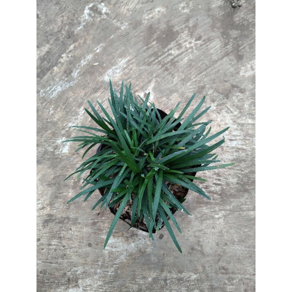 Jual tanaman rumput kucai/ kucai mini | Shopee Indonesia
