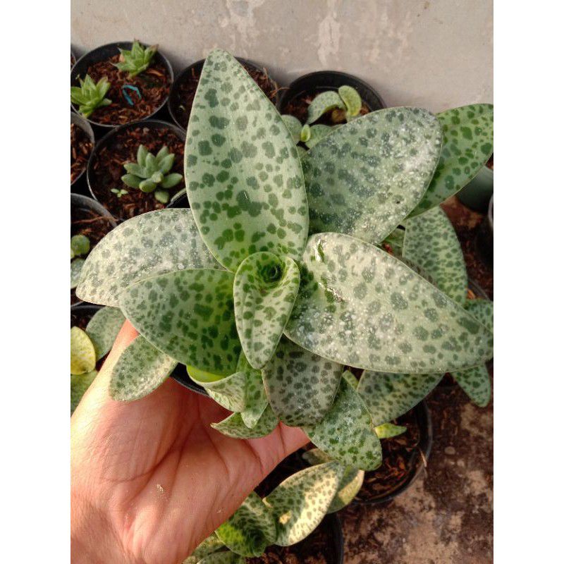 Jual tanaman hias hidup bunga Philo lidah katak indoor | Shopee Indonesia