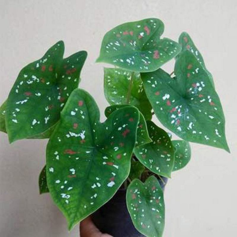 Jual Tanaman Hias Caladium Bintik | Shopee Indonesia