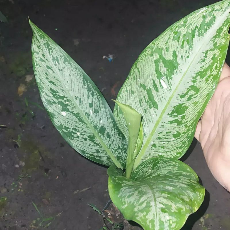 Jual difenbachia | Shopee Indonesia