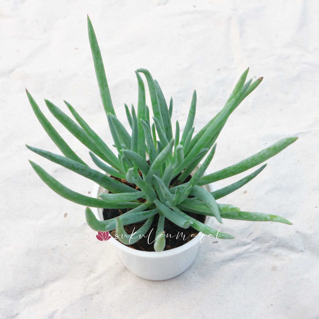 Jual SUKULEN sekulen KAKTUS hidup mini echeveria bisa PILIH GRATIS POT ...