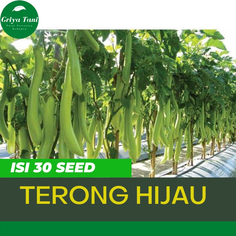 Jual 30 Benih Terong Hijau Hibrida F1 -Bibit Terong Hijau Hibrida F1 ...