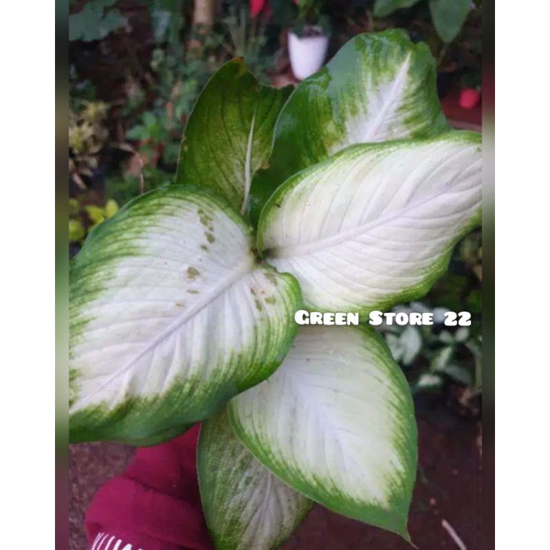 Jual Tanaman Hias Diven Tissue Cantik | Shopee Indonesia