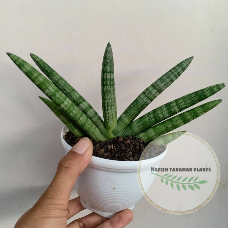 Jual Tanaman Hias Sansivera Boncel - Tanama Hias Lidah Mertua Tanaman ...