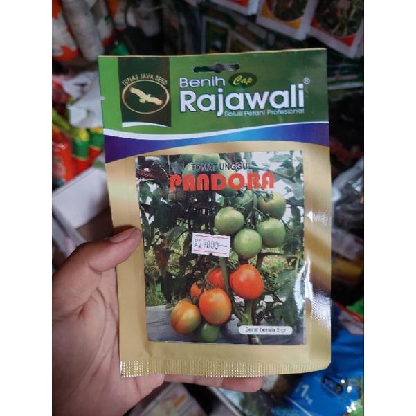 Jual Benih Tomat Unggul Pandora Cap Rajawali 5gr | Shopee Indonesia