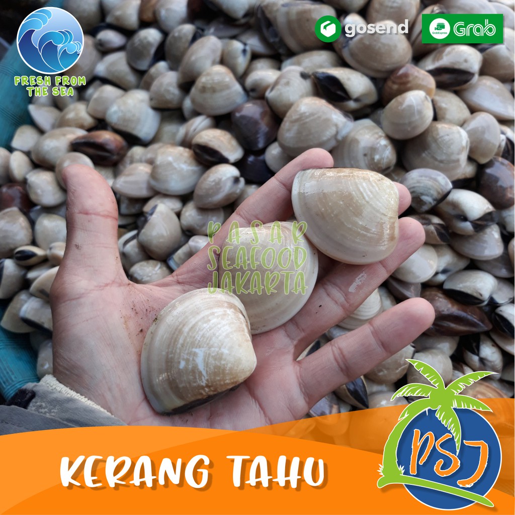 Jual Kerang Tahu segar / Kerang kepa murah / Kerang Fresh tahu murah ...