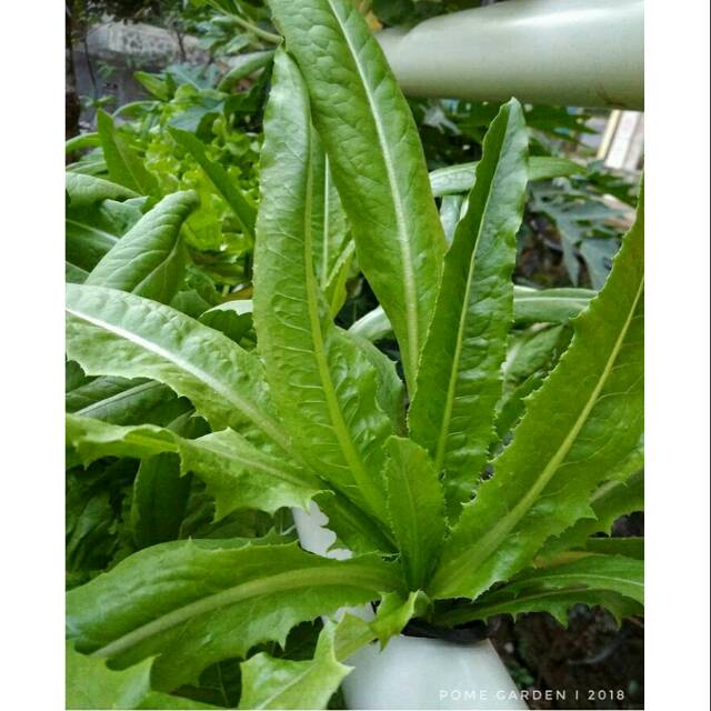 Jual Benih / biji siomak / selada wangi | Shopee Indonesia