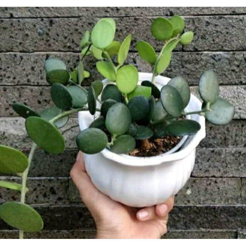 Jual Tanaman hias peperomia Hoya hope | Shopee Indonesia