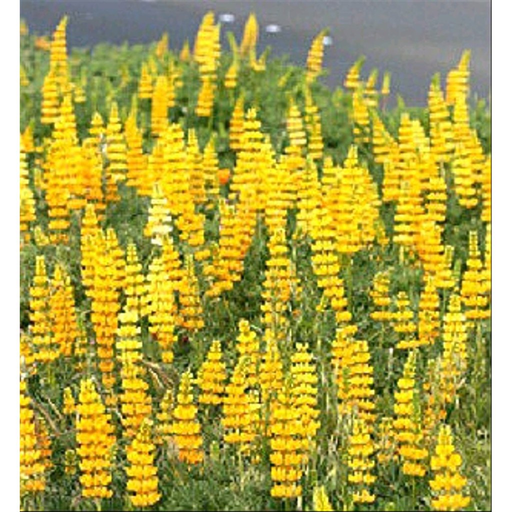 Jual Biji Benih Golden Lupine Endemic to Western California | Shopee ...