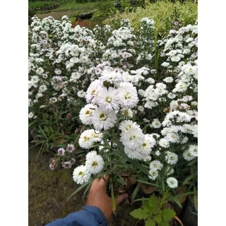 Jual Bunga Pikok Terlengkap & Harga Terbaru Juni 2024 | Shopee Indonesia