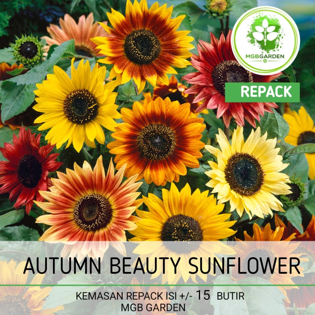 Jual SINGLE GROW KIT SOW EASY PAKET MENANAM MINI - SUNFLOWER/BUNGA ...