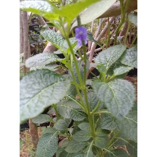 Jual Tanaman Pecut Kuda Terlengkap & Harga Terbaru Mei 2024 | Shopee ...