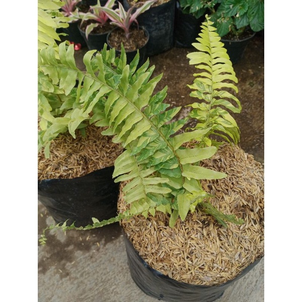 Jual Pakis boston varigata (hrolepsis exaltata bostoniensis) murah ...