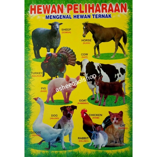 Jual Poster EDUKASI MURAH..!! BINATANG TERNAK FARM (BILINGUAL) | Shopee ...