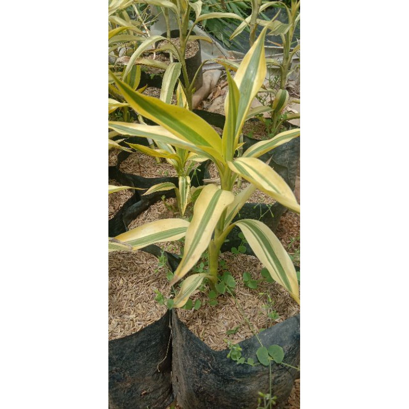 Jual TANAMAN HIAS ANDONG KUNING | Shopee Indonesia