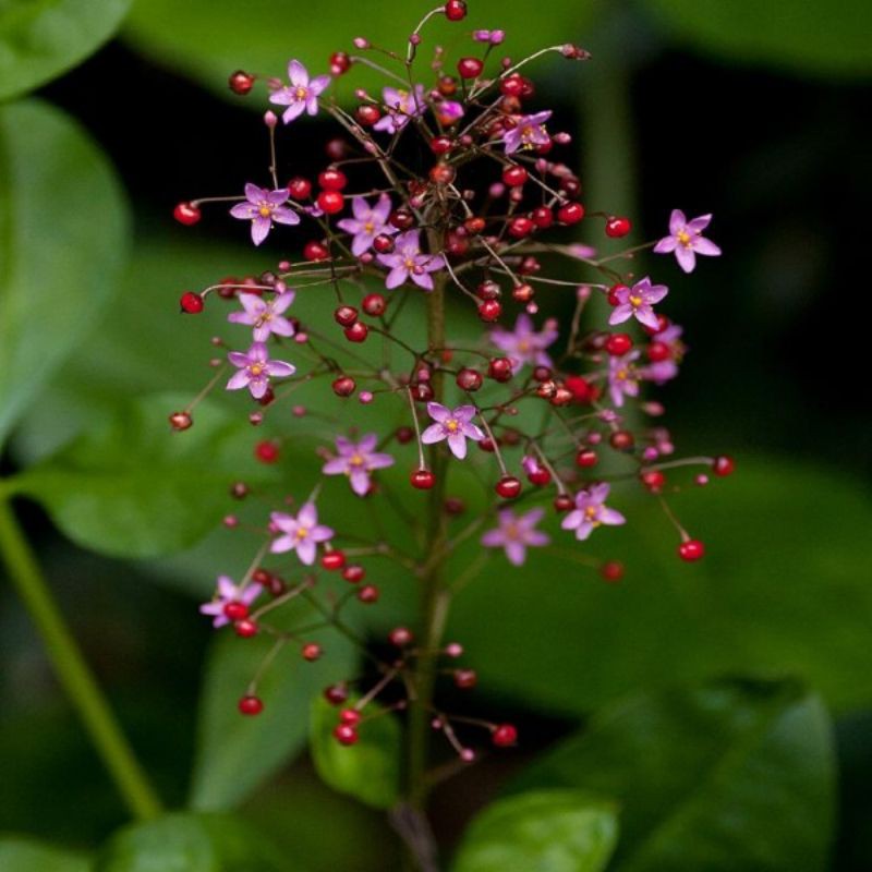 Jual Tanaman gingseng jawa (talinum Paniculatum) | Shopee Indonesia