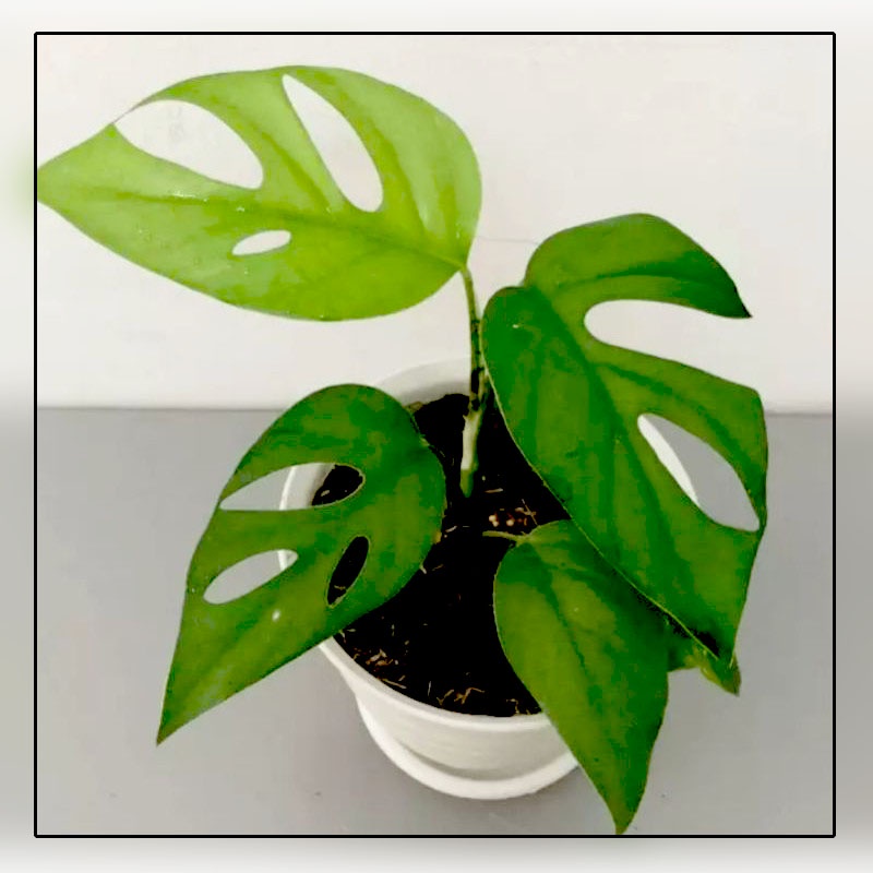 Jual Tanaman Hias Indoor Monstera Rhapidopora Pertusa Bunga Hidup ...