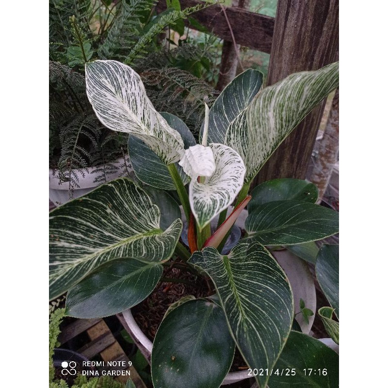 Jual philodendron birkin pilo birkin | Shopee Indonesia