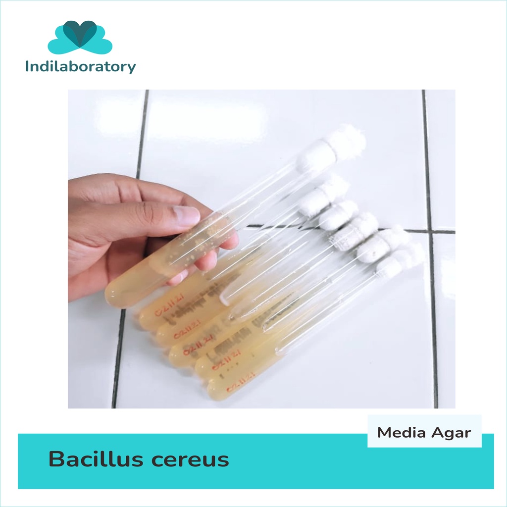 Jual Kultur Isolat murni Bacillus cereus | Shopee Indonesia