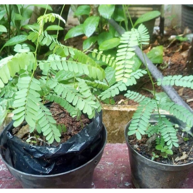 Jual Bibit tanaman herbal daun saga/Tanaman rambat saga | Shopee Indonesia