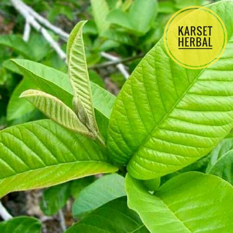 Jual Daun jambu biji merah segar | pucuk daun jambu biji guava segar ...