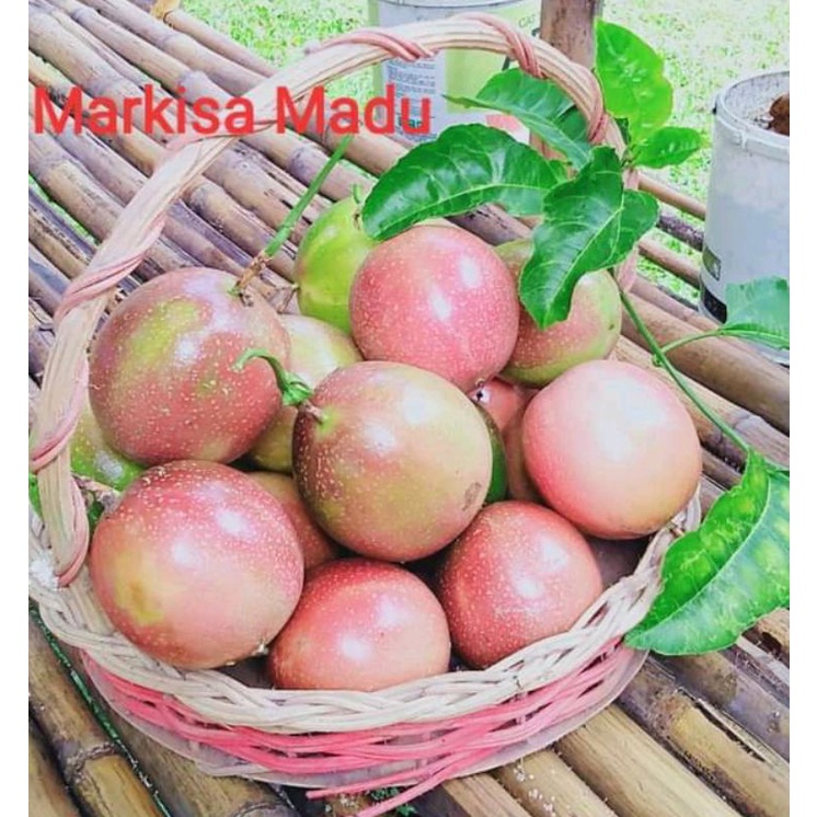 Jual 𝐁𝐈𝐁𝐈𝐓 𝐌𝐀𝐑𝐊𝐈𝐒𝐀 𝐌𝐀𝐃𝐔 / 𝐌𝐄𝐑𝐀𝐇 𝐊𝐀𝐘𝐀 𝐌𝐀𝐍𝐅𝐀𝐀𝐓 | Shopee Indonesia