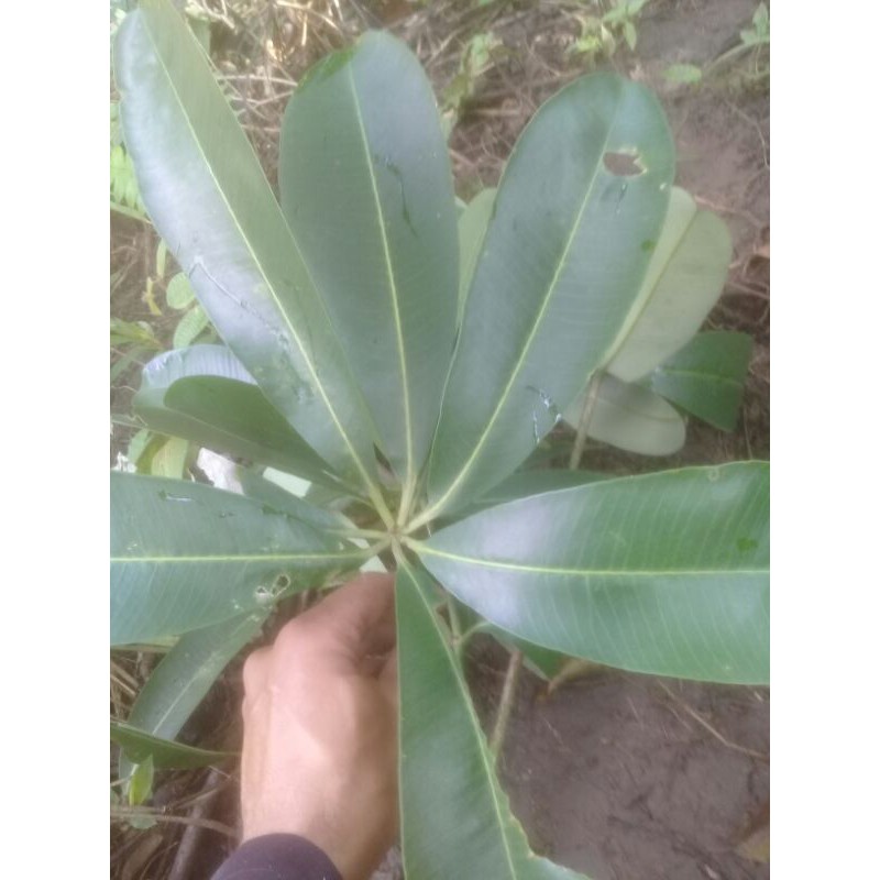Jual Daun pule. Lame segar 1 kilo | Shopee Indonesia
