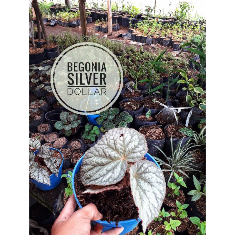 Jual Tanaman Hias Begonia Silver Limbo (Limited) | Shopee Indonesia