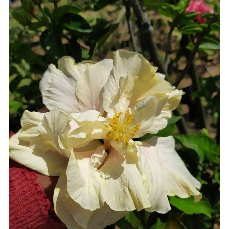 Jual tanaman hias kembang sepatu - bunga Hibiscus tumpuk bangkok ...