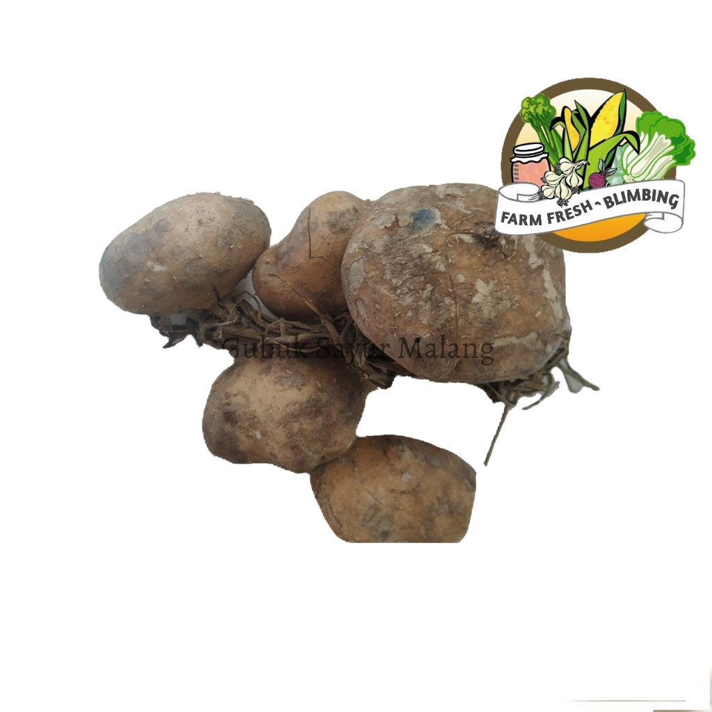 Jual Buah Bengkoang Fresh 500 gram | Shopee Indonesia